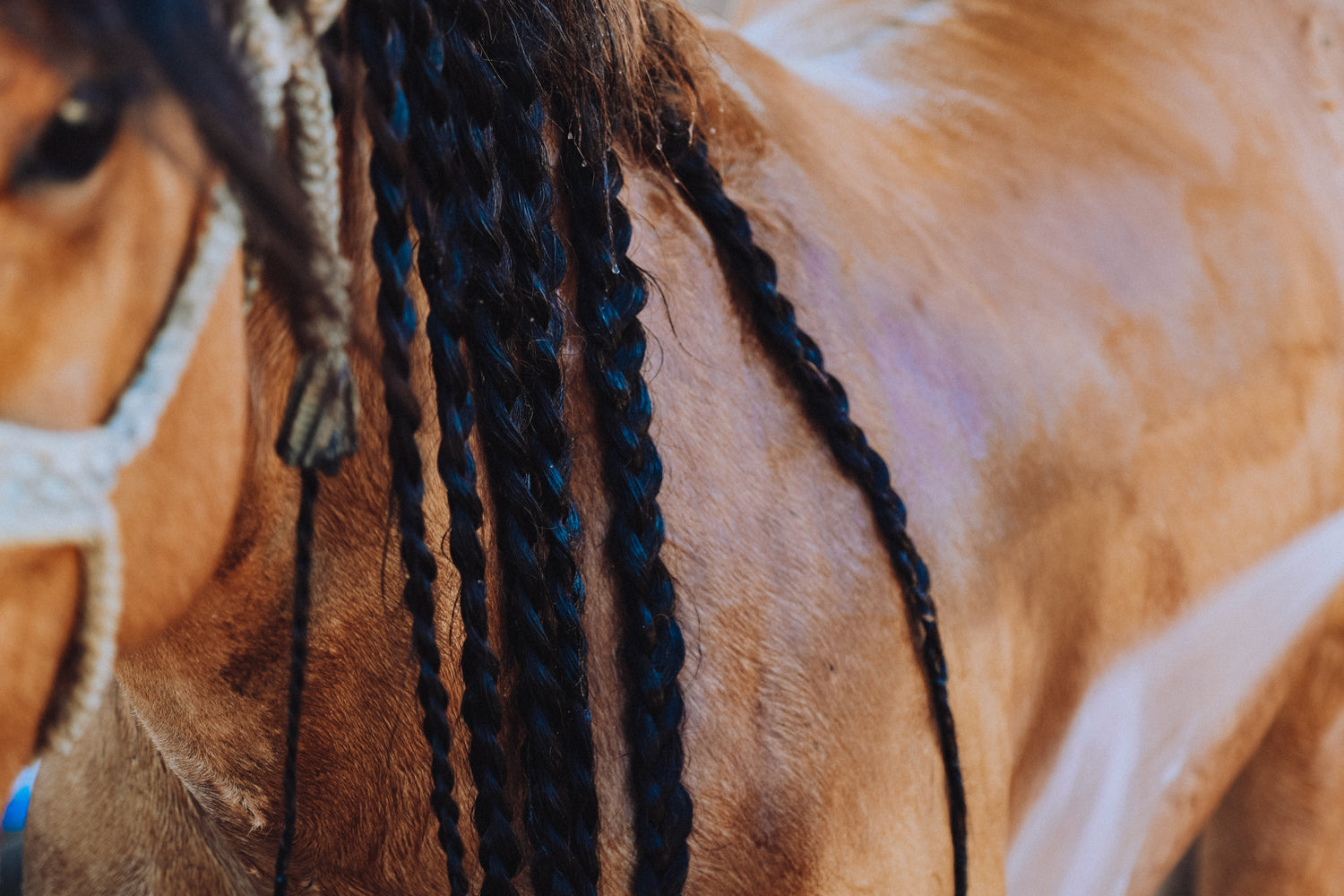 Preventing Manes & Tails From Sun Damage – BioMane.com