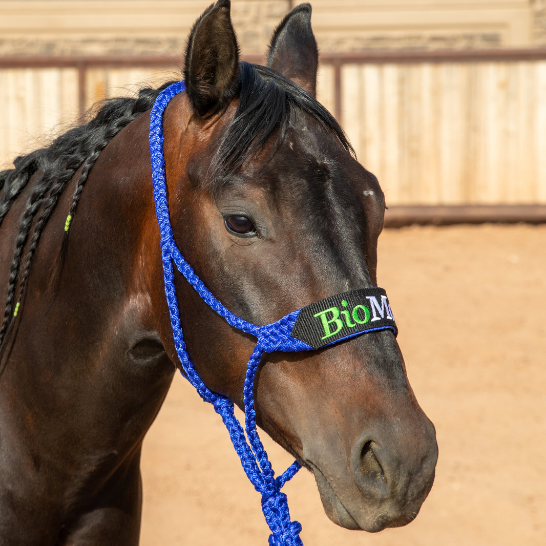 BioMane Products – Equine Nutrition for Mane and Tail Growth – BioMane.com