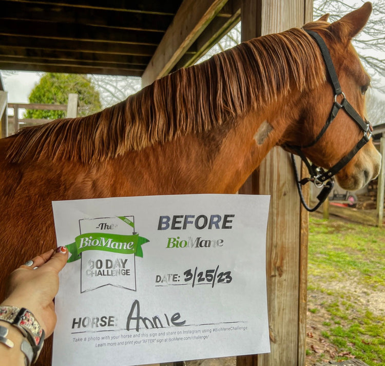 BioMane Products – Equine Nutrition for Mane and Tail Growth – BioMane.com