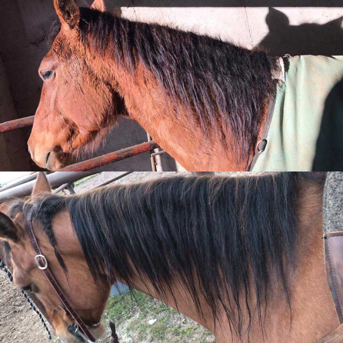 BioMane Products – Equine Nutrition for Mane and Tail Growth – BioMane.com